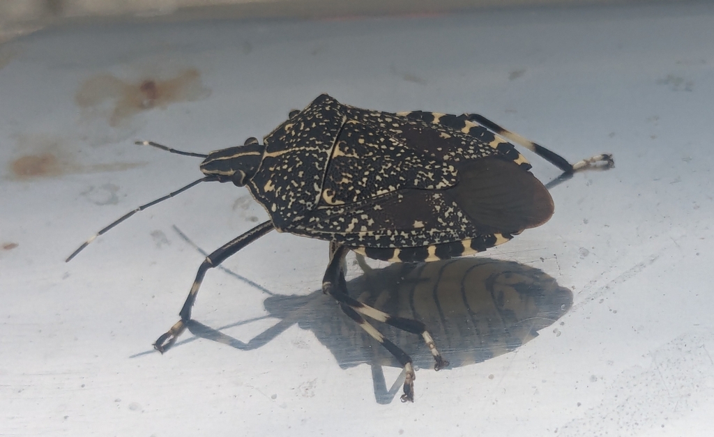 Yellow-spotted Stink Bug from 220-0012, Japan on June 17, 2024 at 04:18 ...