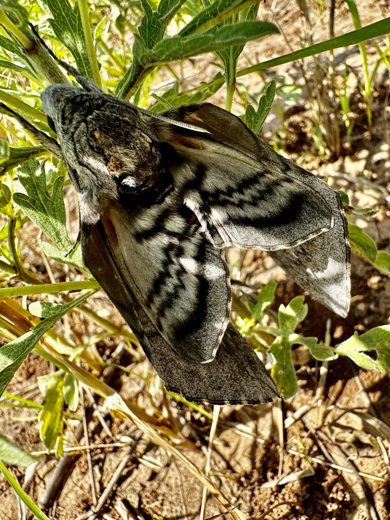 Five-spotted Hawk Moth from County Road 463, Rule, TX, US on June 16 ...