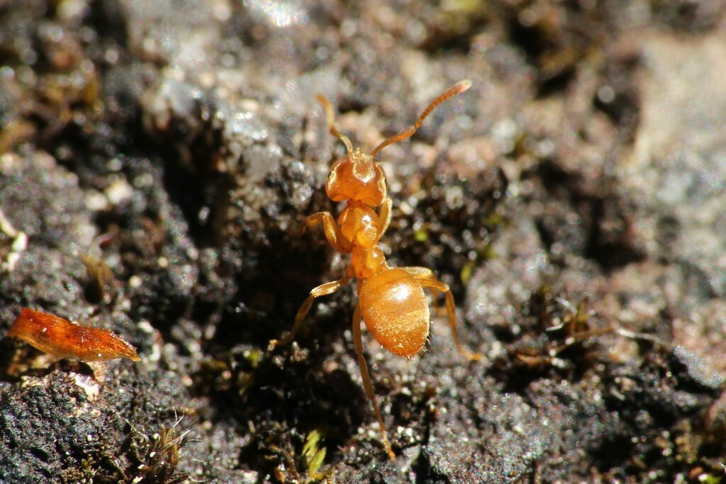Citronella Ants, Fuzzy Ants, and Allies from Uppsala, Sverige on June ...