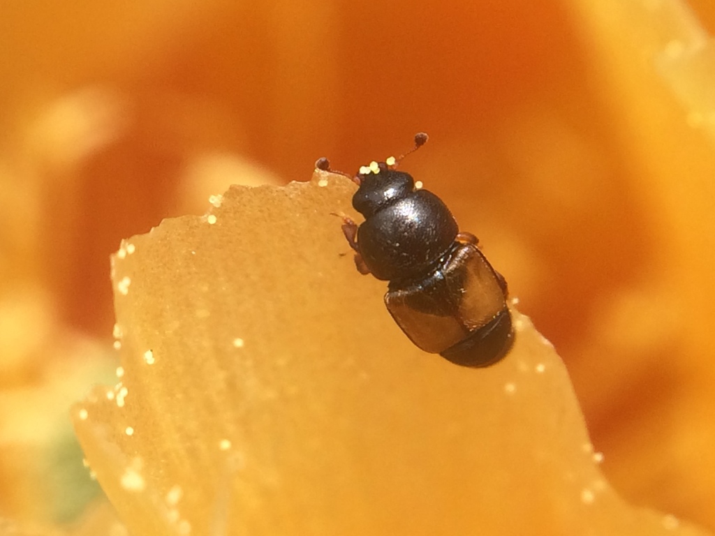 Cactus Sap Beetle from University, Riverside, CA 92507, USA on May 21 ...