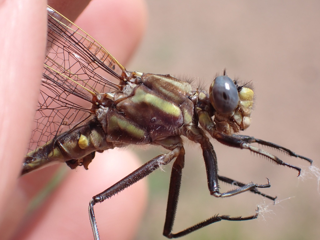 Dusky Clubtail in June 2024 by Angus Mossman. In open sandy barrens ...