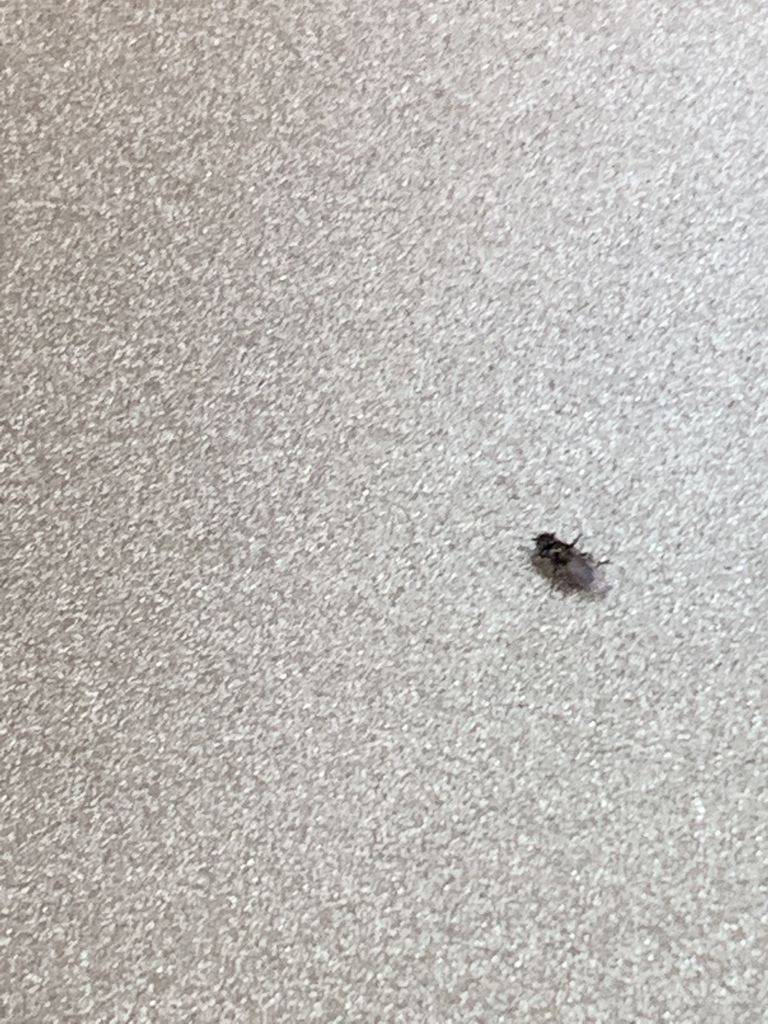 Common House Fly from Thomas Edison Elem School, Anaheim, CA, US on May ...