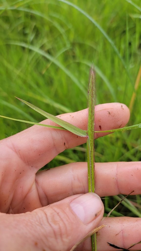 Meadow barley from Blyn, WA, USA on June 14, 2024 at 02:07 PM by T. Abe ...