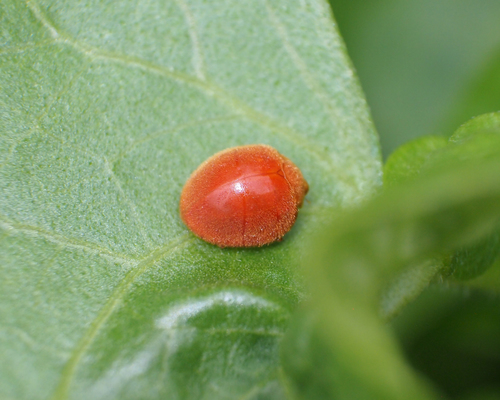Rodolia rufopilosa · iNaturalist