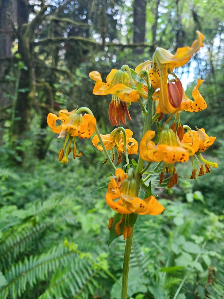 Columbia lily from Martin Street Trail Southeast Eugene, Eugene, OR ...