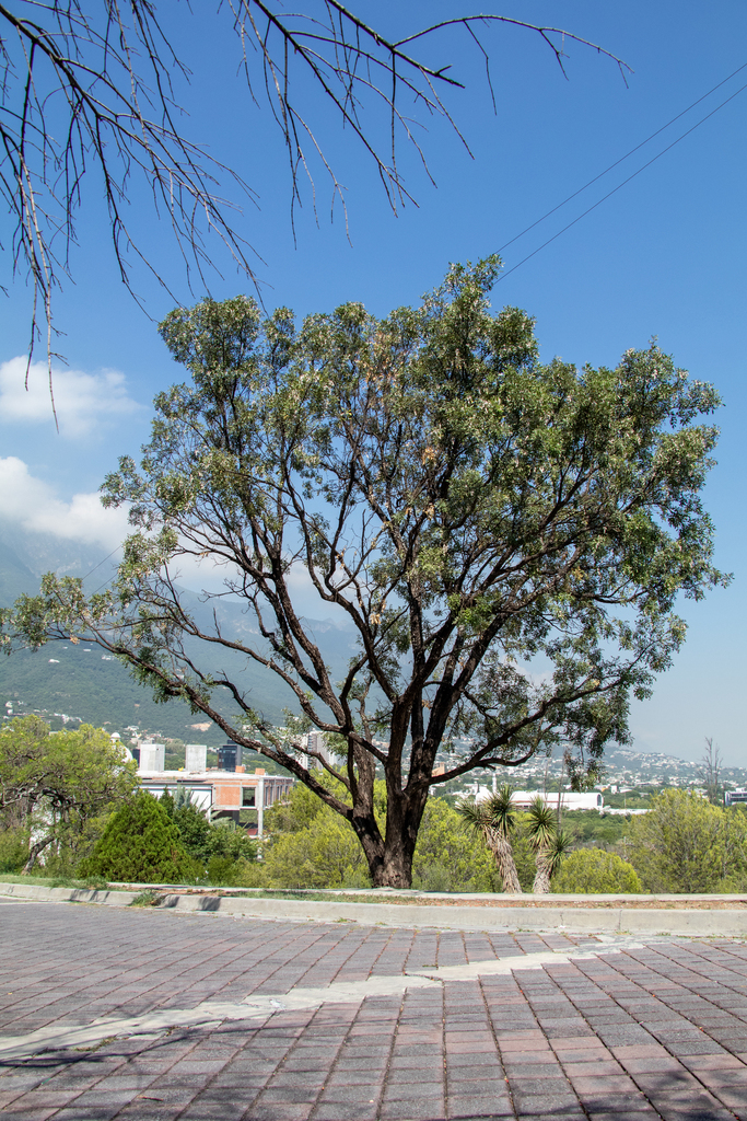 Texas mountain laurel from Veredalta, San Pedro Garza García, N.L ...
