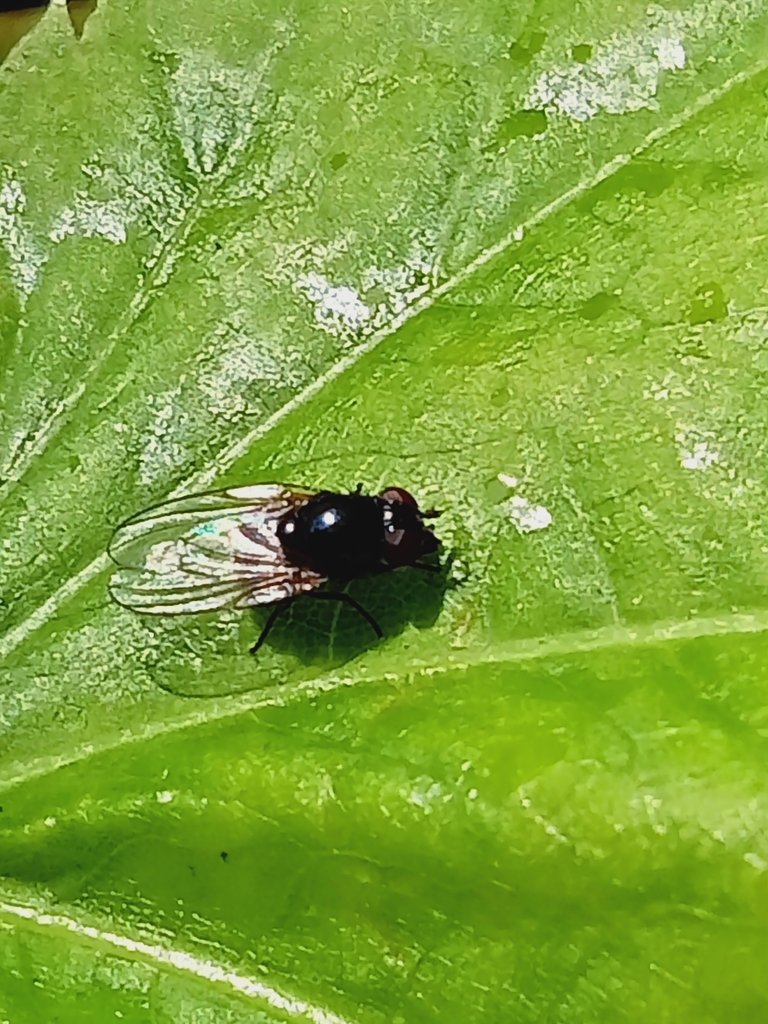 Lonchaea from Sir Alwyn Williams Building, Glasgow G12 8QN, UK on June ...