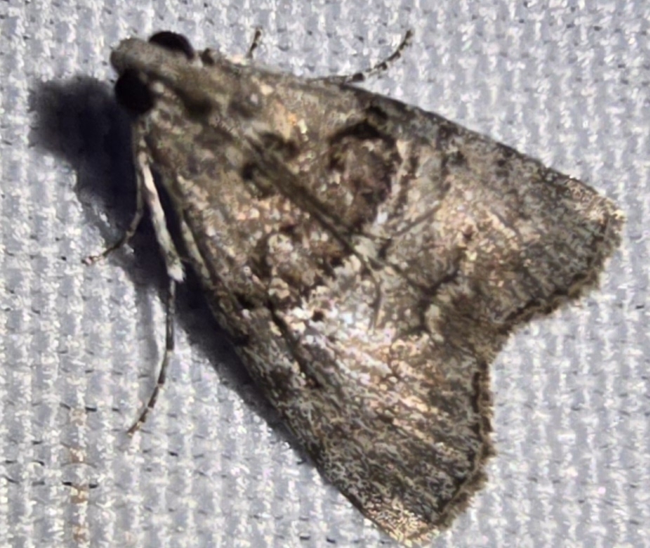 Maple Webworm Moth from Holly Springs, NC 27540, USA on June 16, 2024 ...