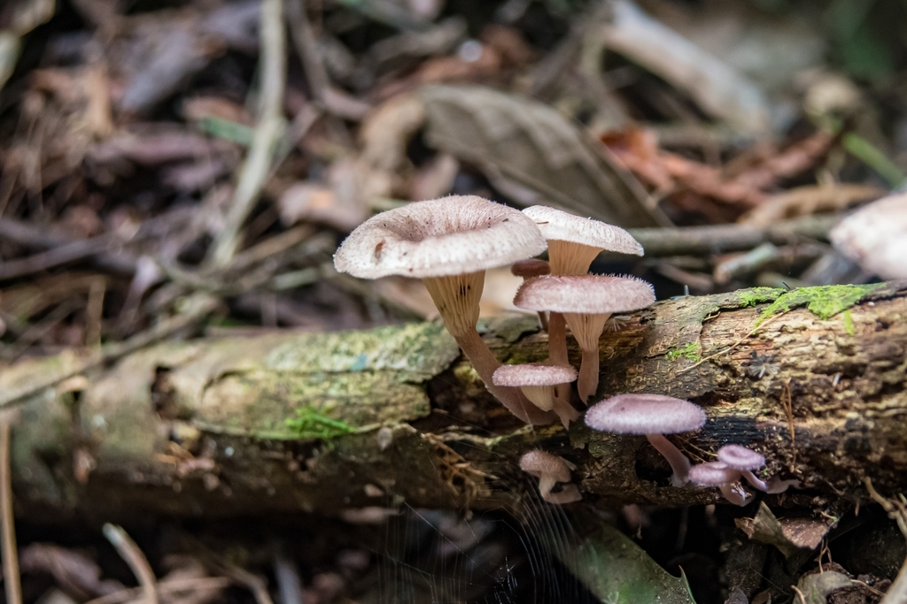 Panaceae desde 29933 Chis., México el 12 de abril de 2022 a las 08:54 ...