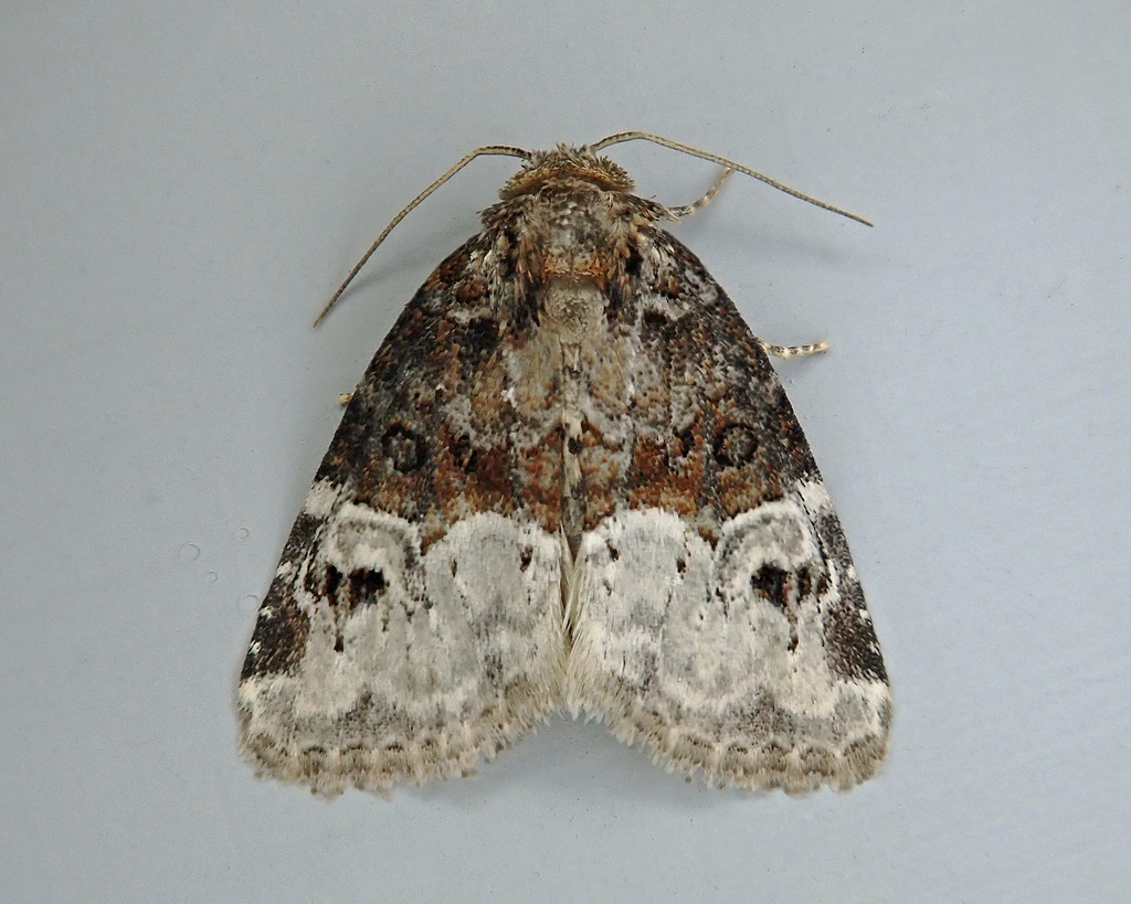 Neoligia crytora from Salem, NH 03079, USA on June 17, 2024 at 05:29 AM ...