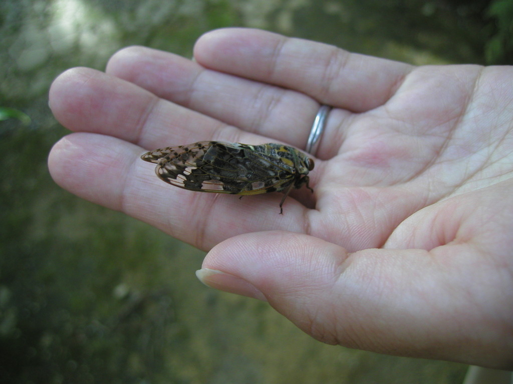 Platypleura kuroiwae from 日本、〒904-1303 沖縄県国頭郡宜野座村惣慶 on June 20, 2003 at ...