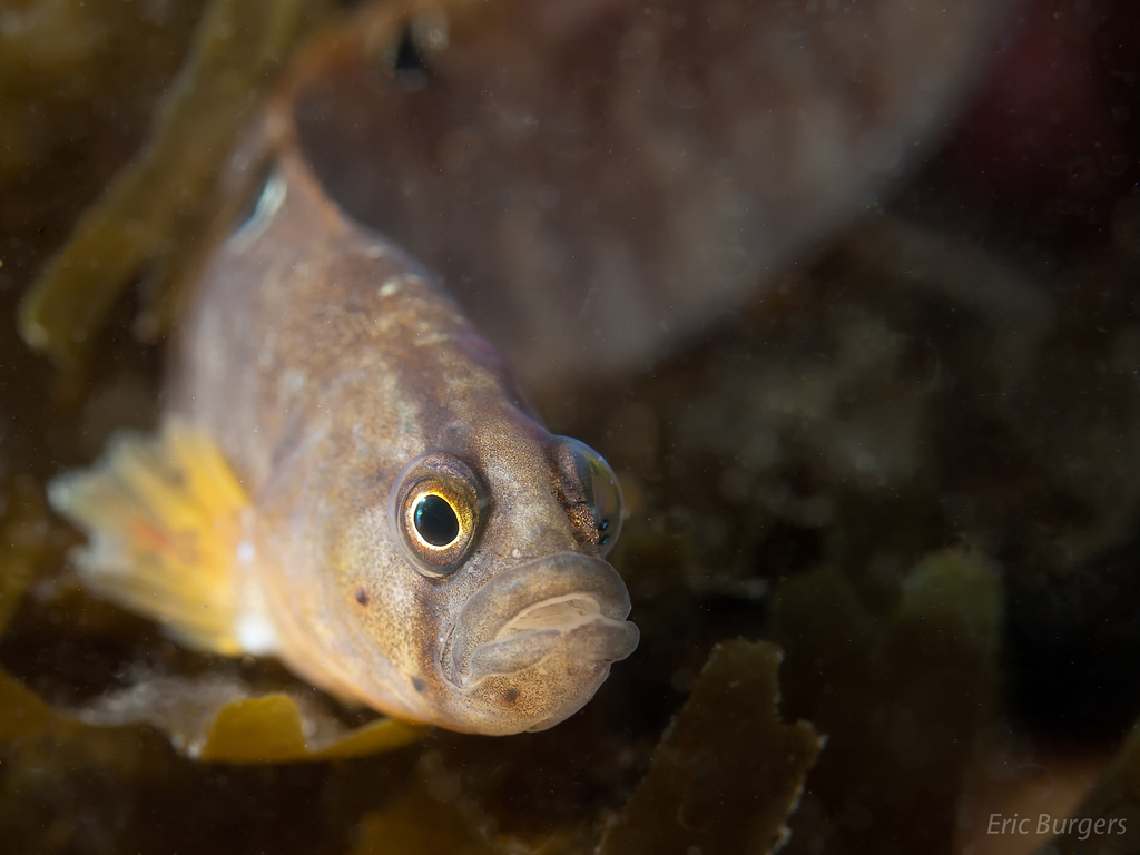Rock Gunnel (Pholis gunnellus) - Marine Life Identification