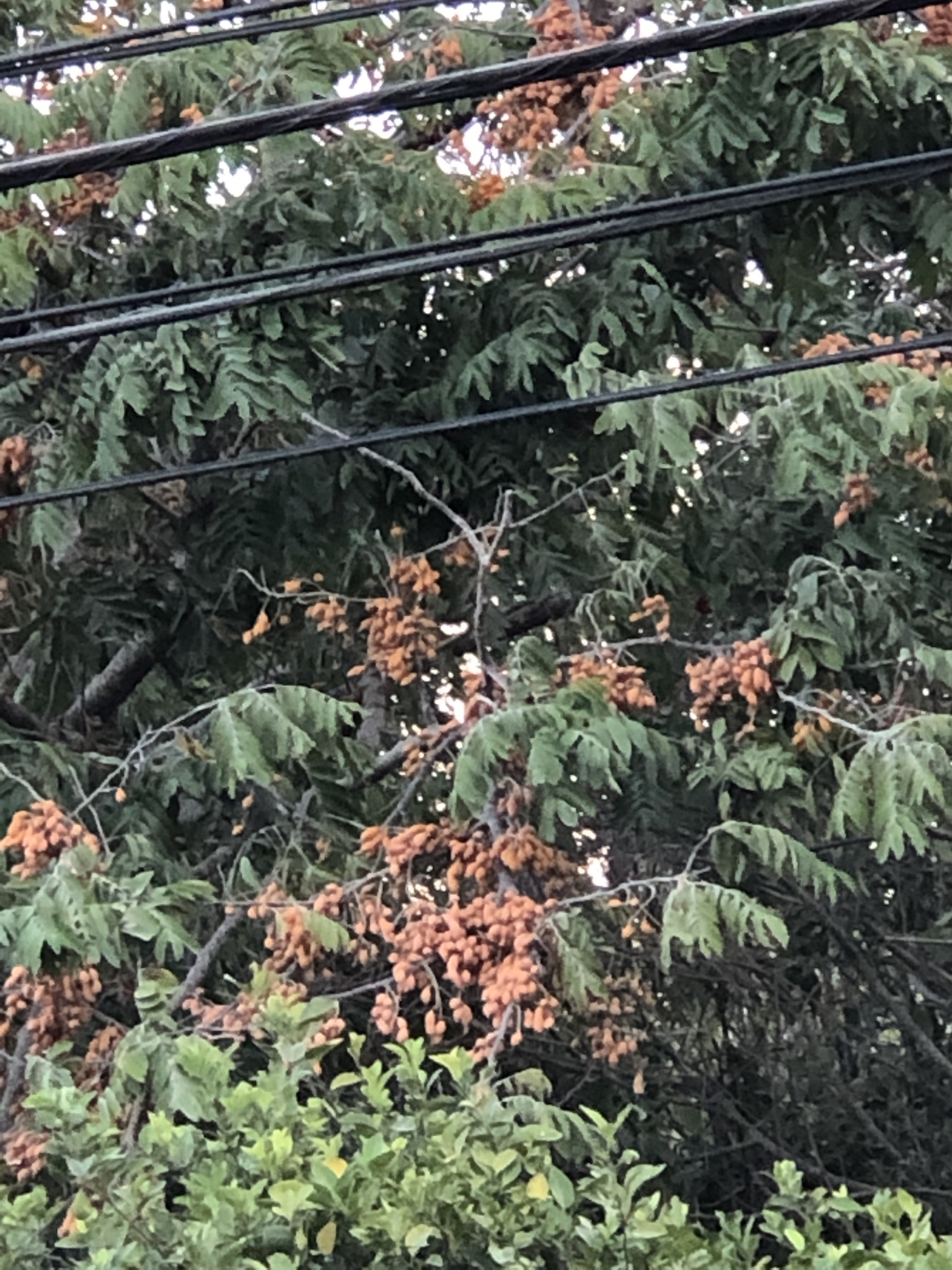 Swartzia cubensis (Britton & P.Wilson) Standl.