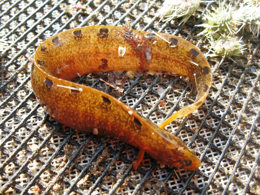 Rock Gunnel (Pholis gunnellus) - Marine Life Identification
