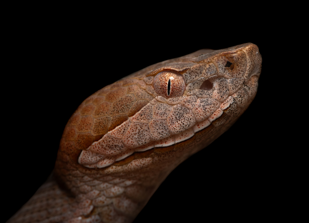 Eastern Copperhead (Agkistrodon contortrix) - Snakes and Lizards