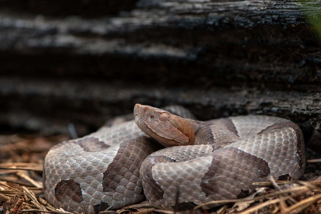 Eastern Copperhead (Agkistrodon contortrix) - Snakes and Lizards