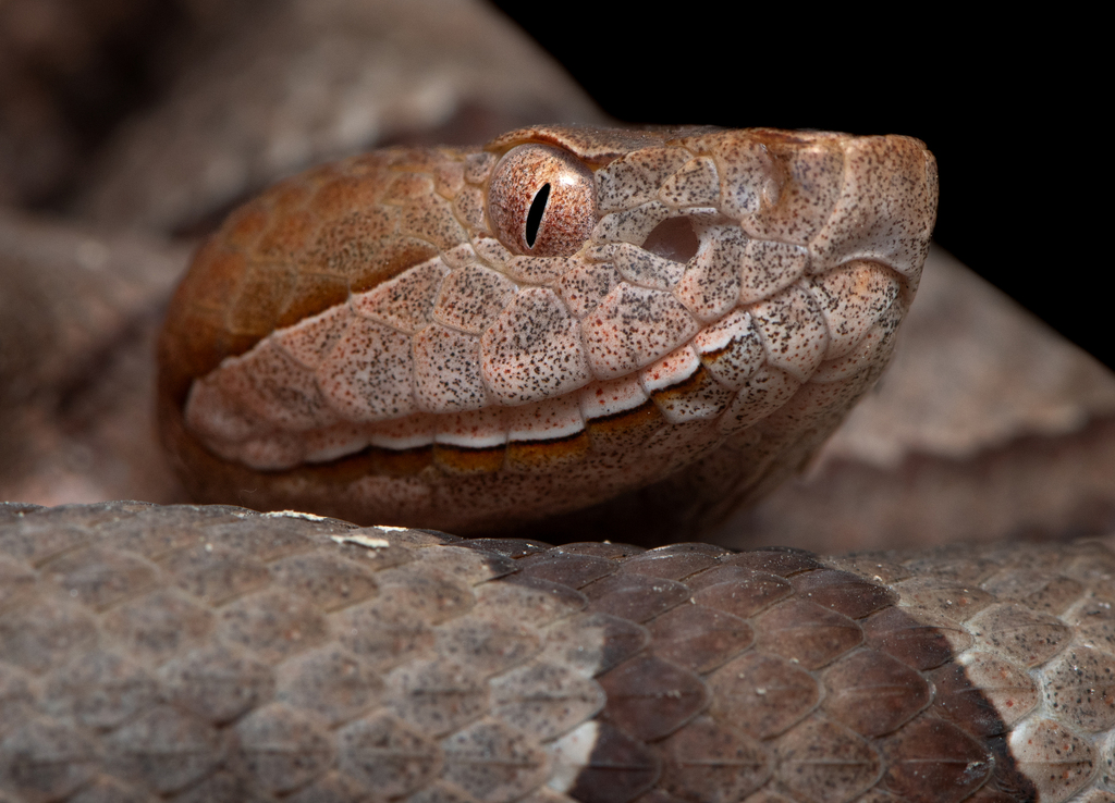 Eastern Copperhead (Agkistrodon contortrix) - Snakes and Lizards