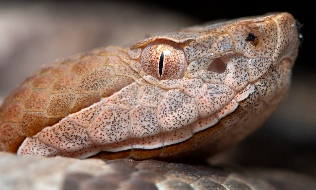 Eastern Copperhead (Wildlife of Coastal Texas) · iNaturalist
