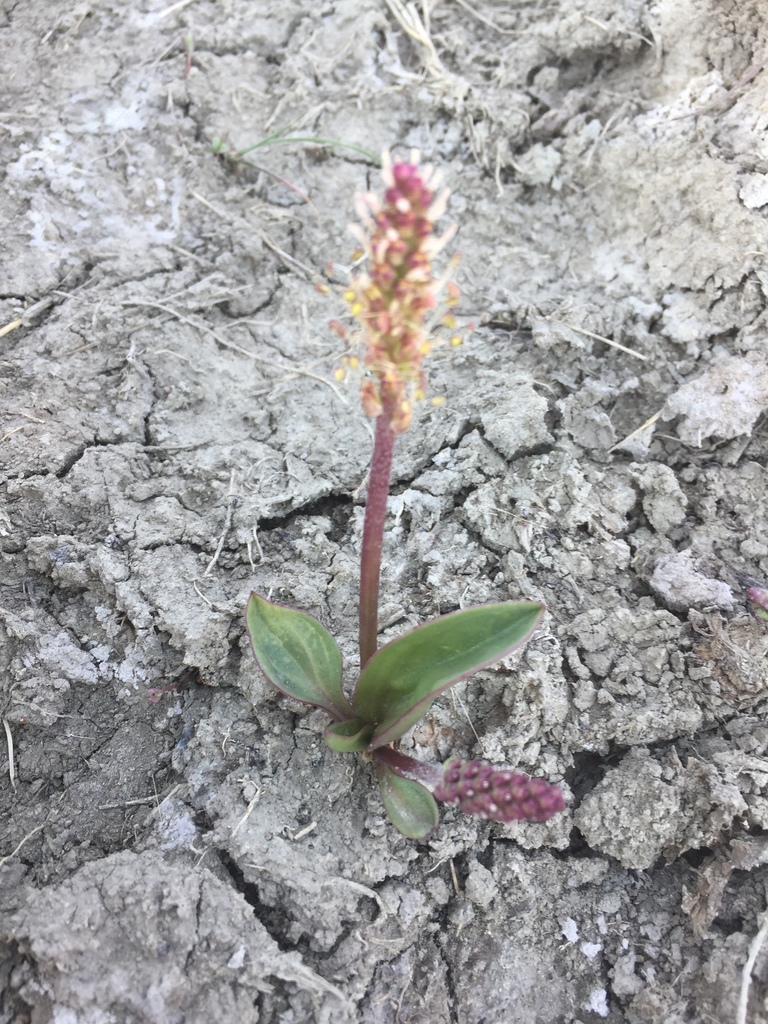 redwool plantain (Plants of Lathrop State Park) · iNaturalist