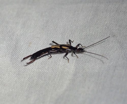 Apachyus queenslandicus · iNaturalist