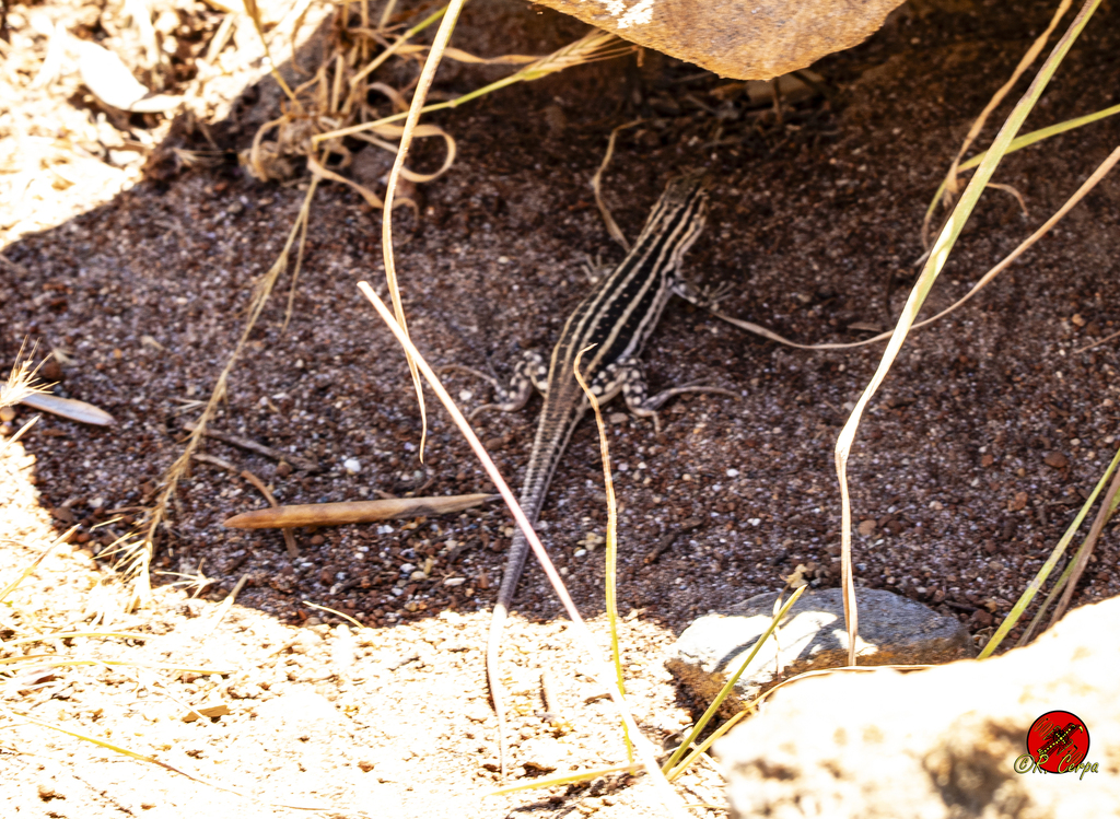 Spiny-footed Lizard from Málaga, España on June 16, 2024 at 12:44 PM by ...