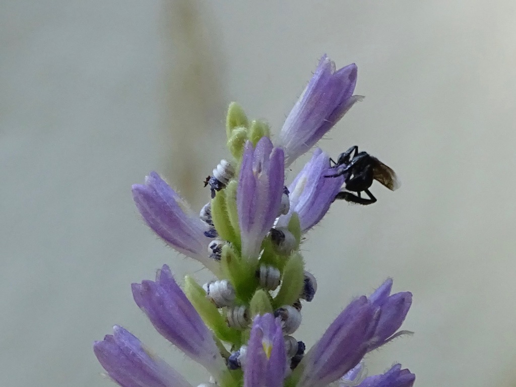 Black Slender-Stingless bee from Homún, Yuc., México on May 21, 2019 at 08:17 AM by mdelapuente ...