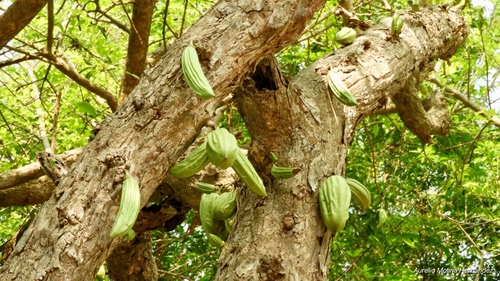 Cuachilote (Árboles del departamento de Santa Rosa) · iNaturalist