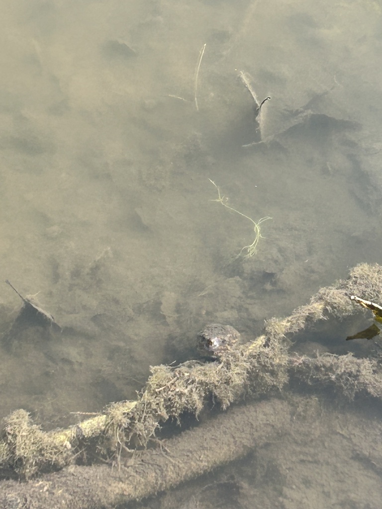 Common Snapping Turtle from Richmond Park, Grand Rapids, MI, US on June ...