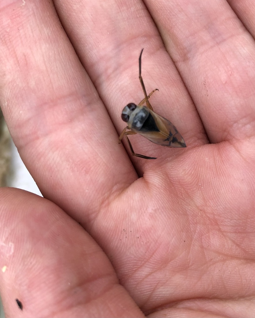 Eurasian Greater Water Boatman from Nationalpark Neusiedler See ...