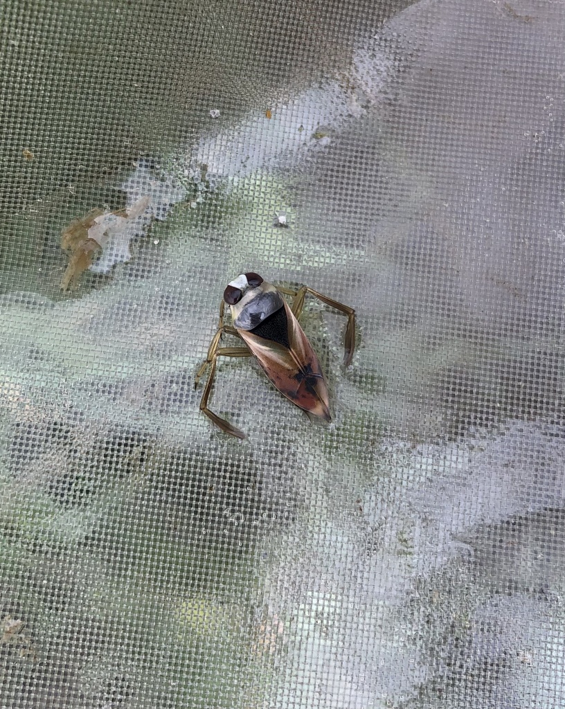 Eurasian Greater Water Boatman from Nationalpark Neusiedler See ...