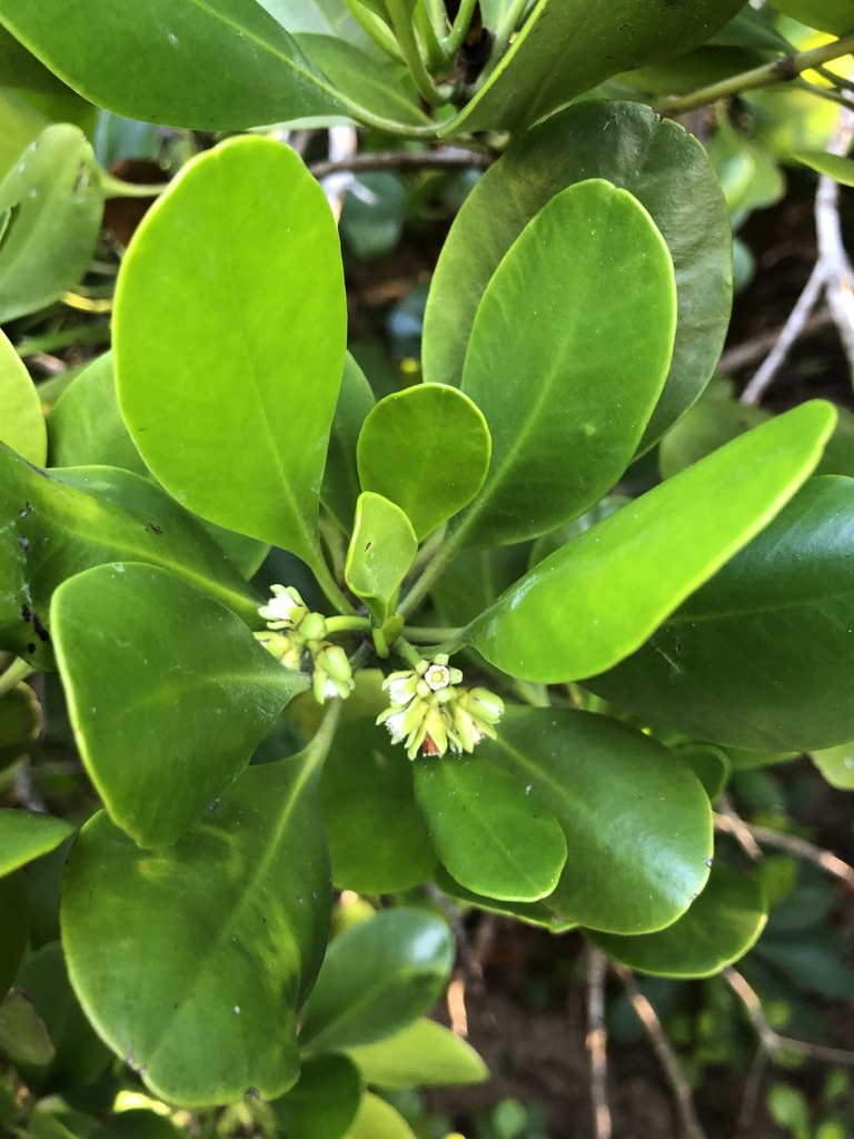 yellow mangroves (Ceriops) - Botanical Realm