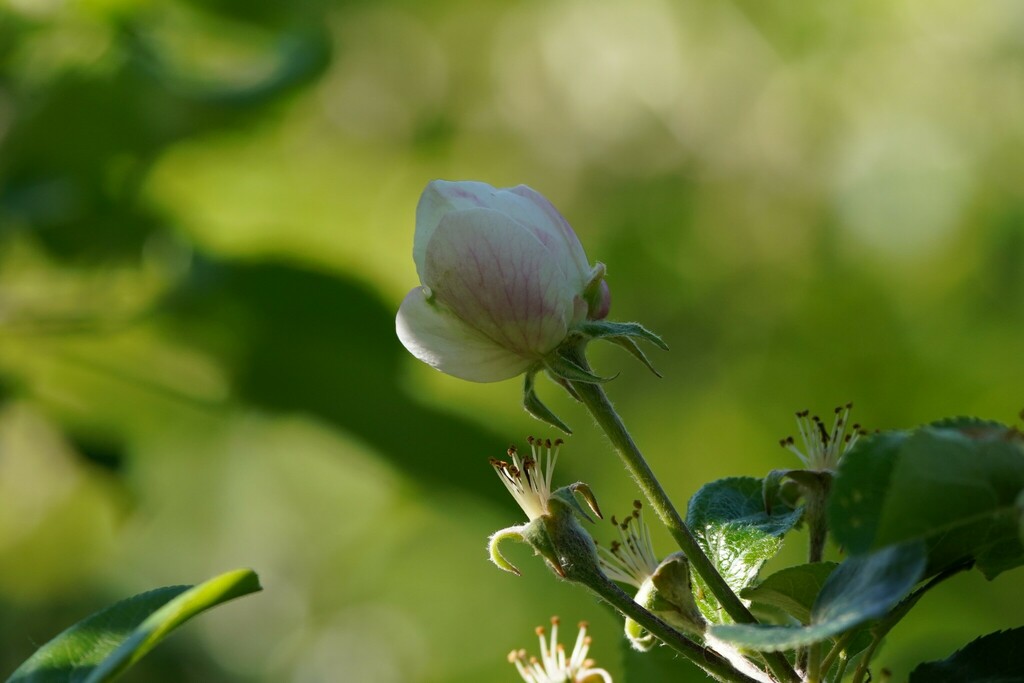 Maleae from Tracadie, NB, Canada on June 16, 2024 at 05:58 PM by ...