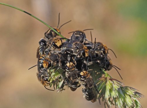 Green-and-gold Nomia Bee (Native Bees of South Australia) · iNaturalist