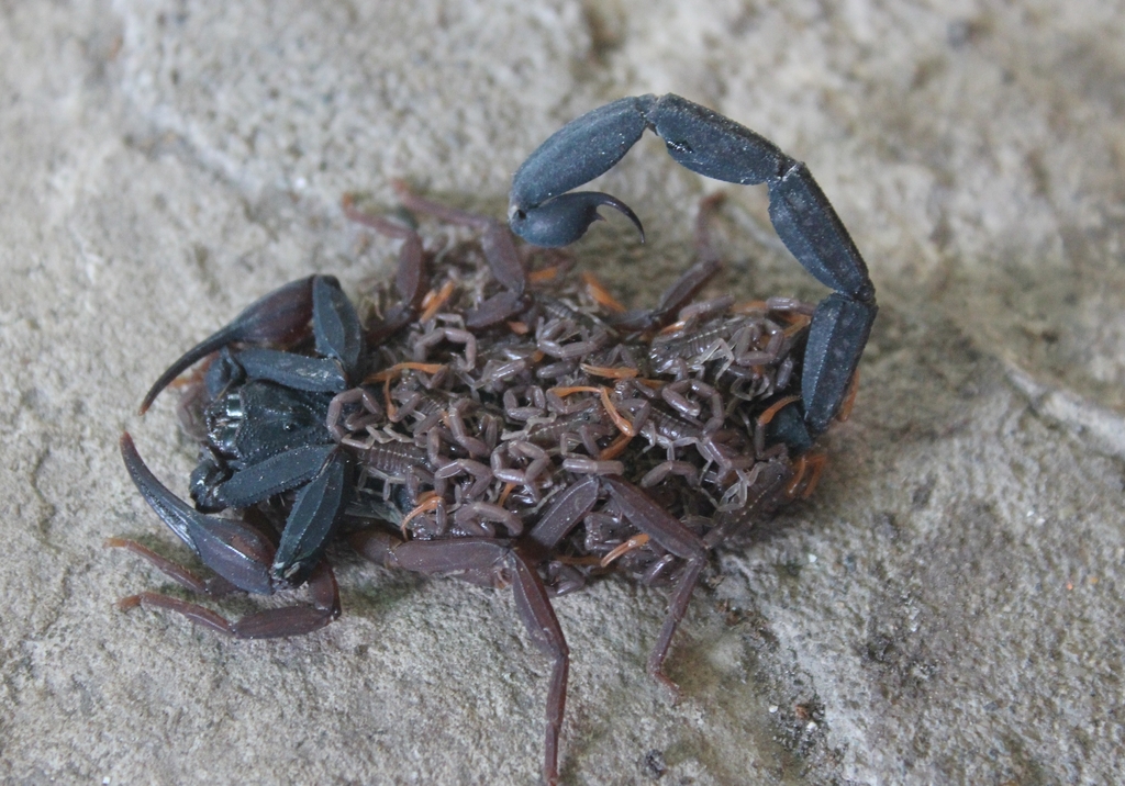 Slender Brown Scorpion from El Remate, Guatemala on June 13, 2024 at 01 ...