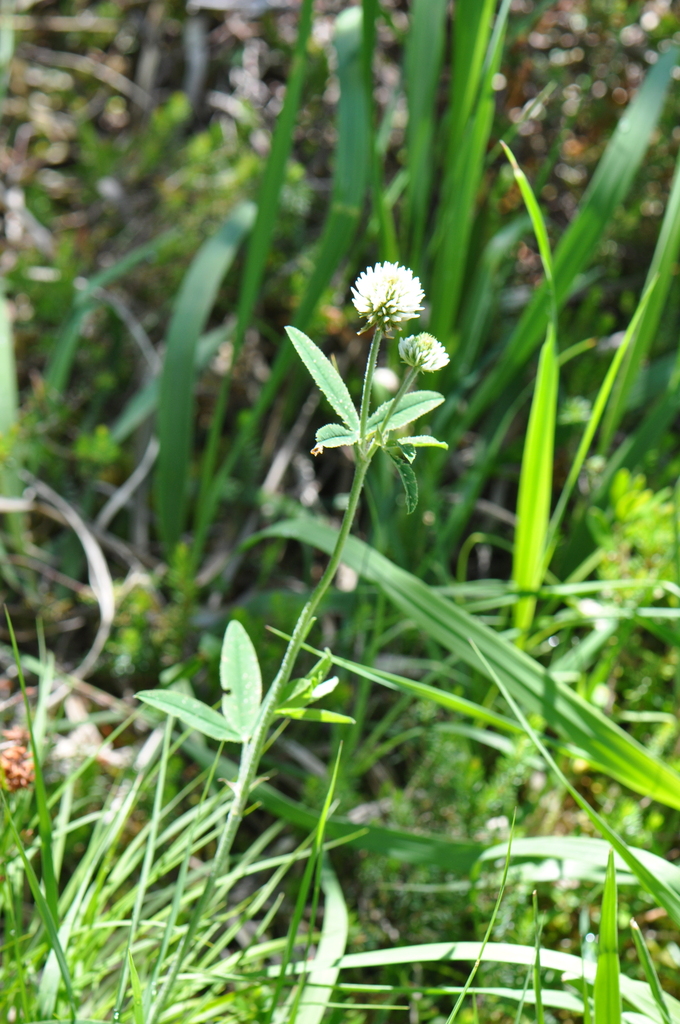 Mountain Clover from Arth, Schweiz on June 16, 2024 at 12:01 PM by ...