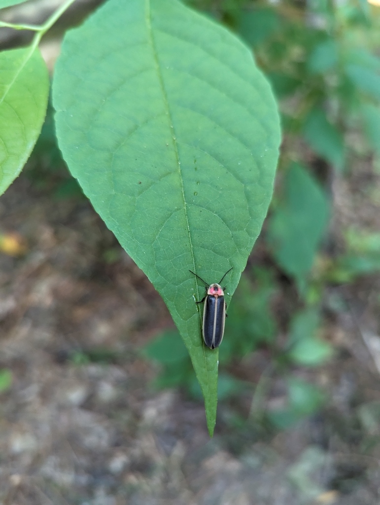 Common Eastern Firefly from Dacula, GA 30019, USA on June 16, 2024 at ...