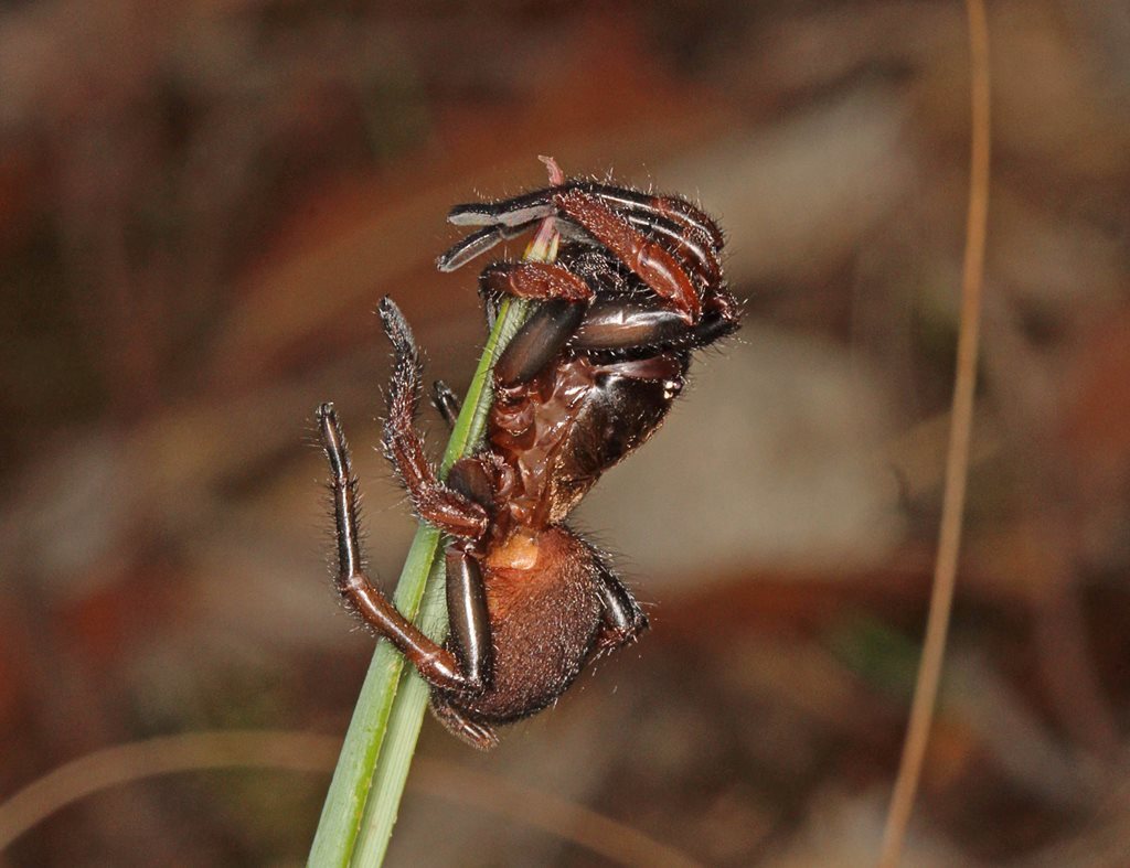 Melbourne Trapdoor Spider from 40 Blue House Road, Panton Hill VIC 3759 ...