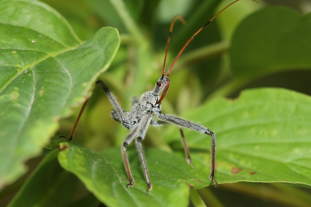 North American Wheel Bug from Old Dayton, Dayton, OH, USA on June 17 ...