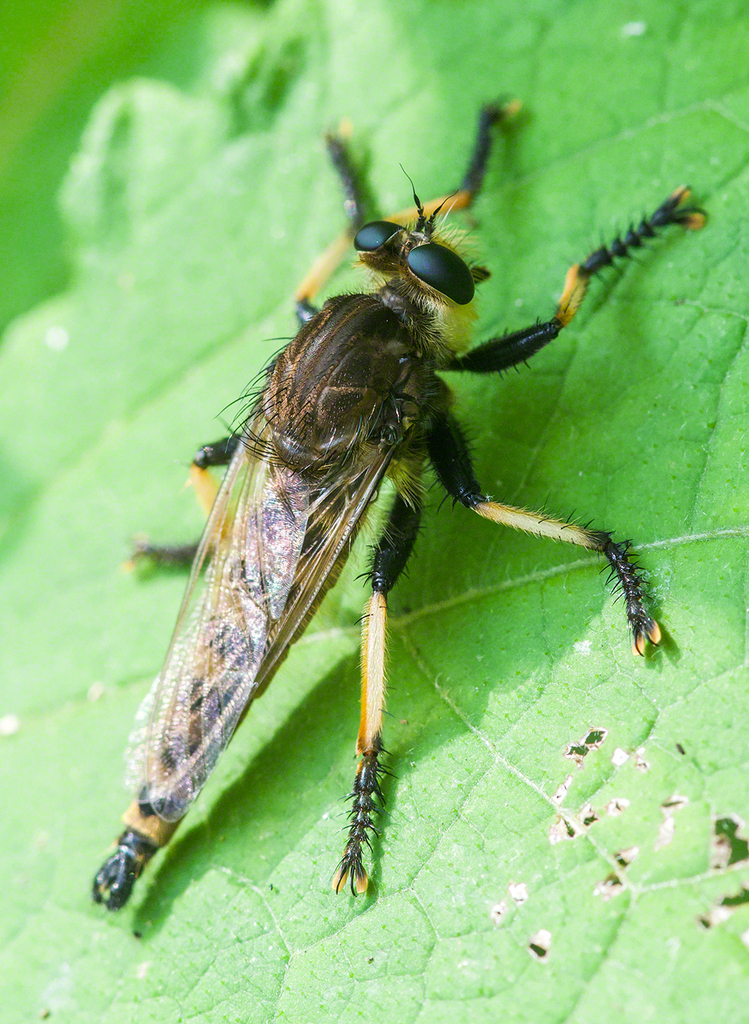 Red-footed Cannibal Fly from Powhatan County, VA, USA on June 17, 2024 ...