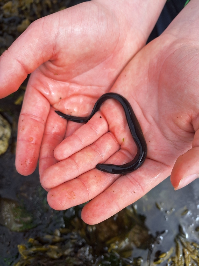 American Eel from Grand Manan, NB, Canada on June 17, 2024 at 03:40 PM ...