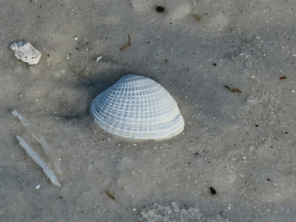Cross-barred Venus from Bunche Beach, Florida 33908, USA on June 17 ...