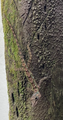 big-fanned trunk anole (Anolis christophei) - Snakes and Lizards