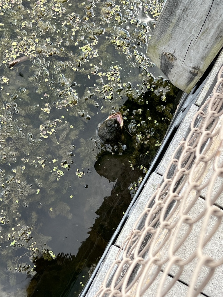 Common Snapping Turtle from Frederik Meijer Gardens & Sculpture Park ...