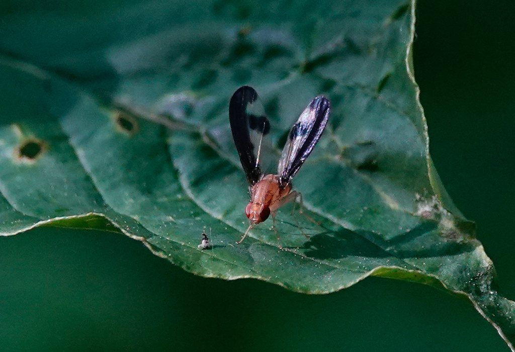 Antlered Flutter Fly from Richmond Hill, ON, Canada on June 17, 2024 at ...
