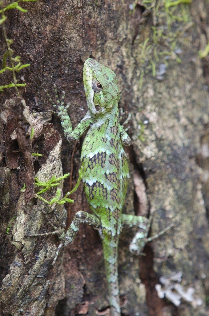 Horsfield's Spiny Lizard (Agamids of Kerala) · iNaturalist