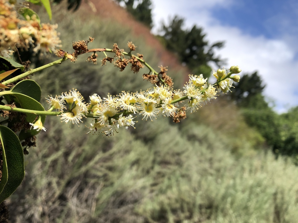 Catalina Cherry (Prunus ilicifolia lyonii) - Botanical Realm