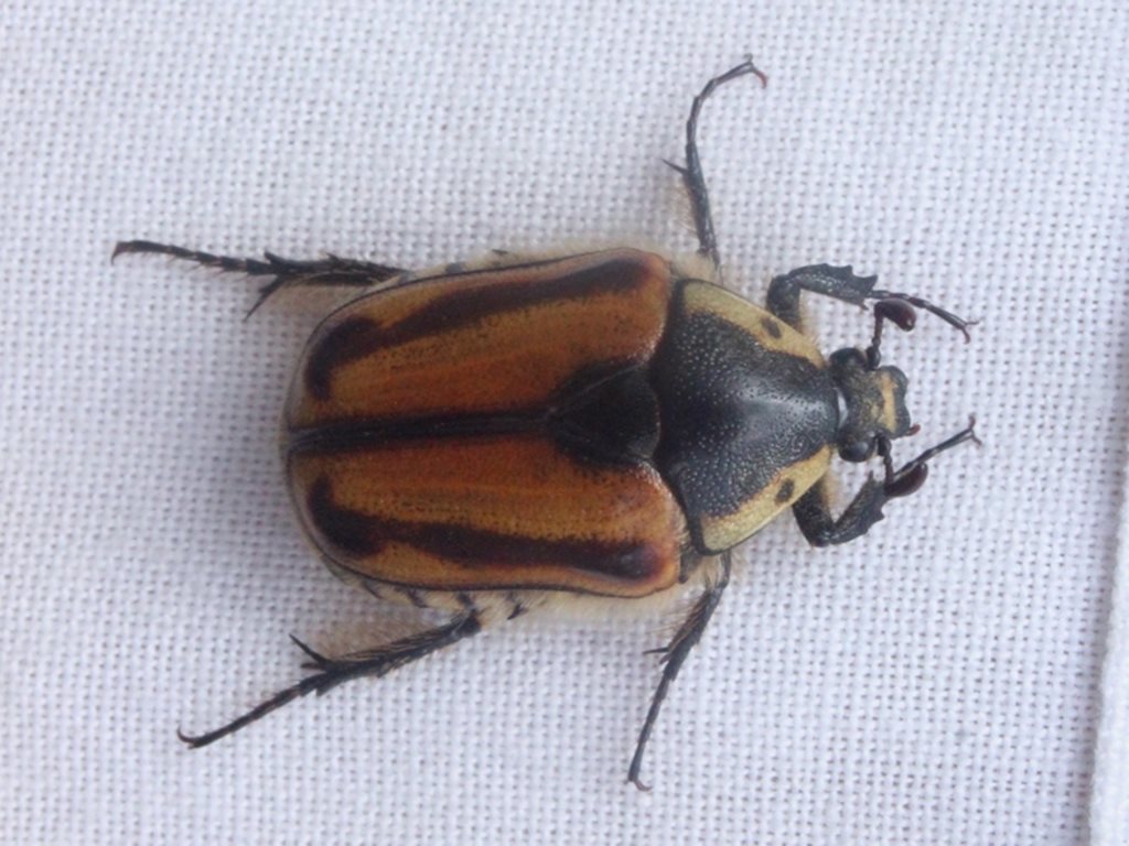 Chondropyga gulosa from Razorback Hut Trail, King Saddle Shelter, Mt ...