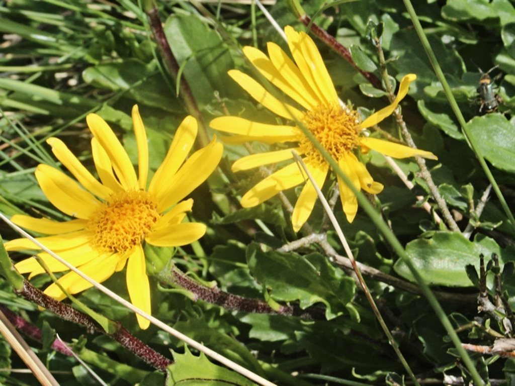 alpine groundsel from Summit Nature Walk, Mt. Buller, Victoria on ...