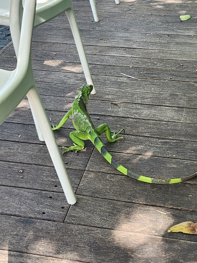 Green Iguana from City Center, Miami Beach, FL 33139, USA on June 17 ...