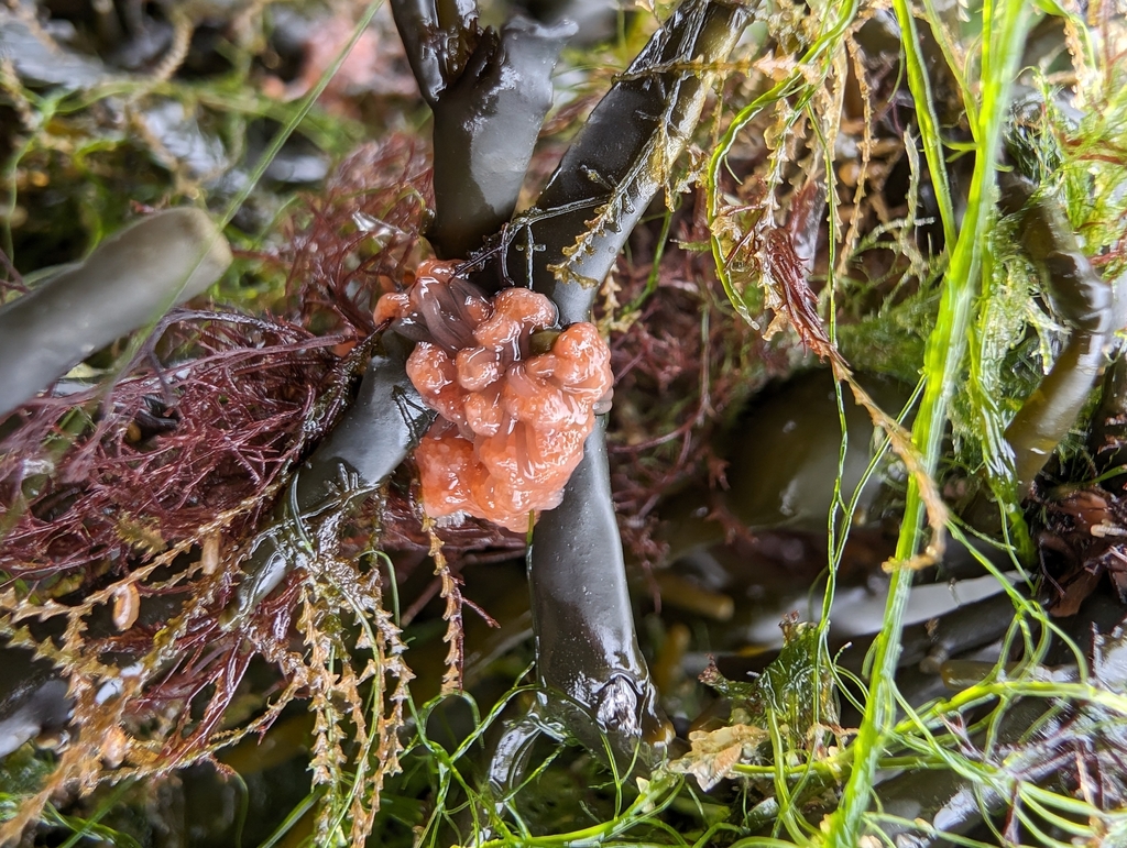 Aplidium punctum from United Kingdom on June 17, 2024 at 03:37 PM by ...